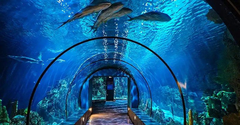 Moody Gardens: Resort & Fun Attractions with Pyramids in Galveston ...