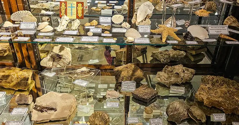 Fick Fossil & History Museum: Buffalo Bill to Prehistoric Fish in ...