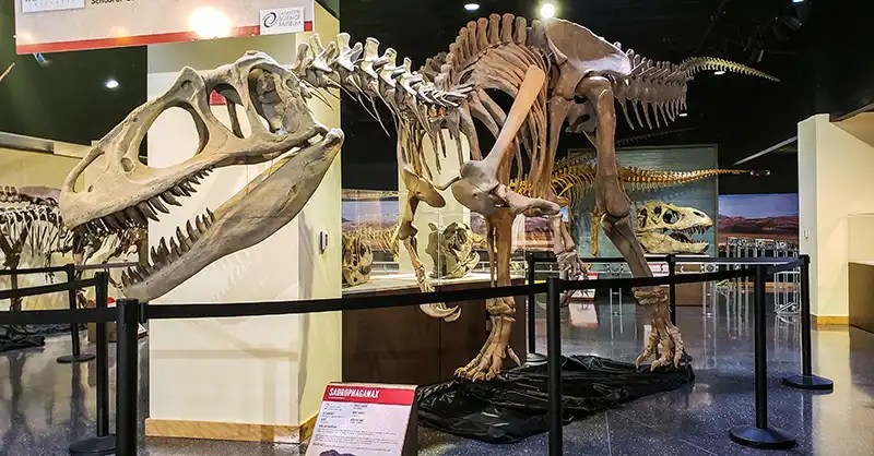 Lafayette Science Museum: From Dinosaurs to the Space Age in Louisiana ...